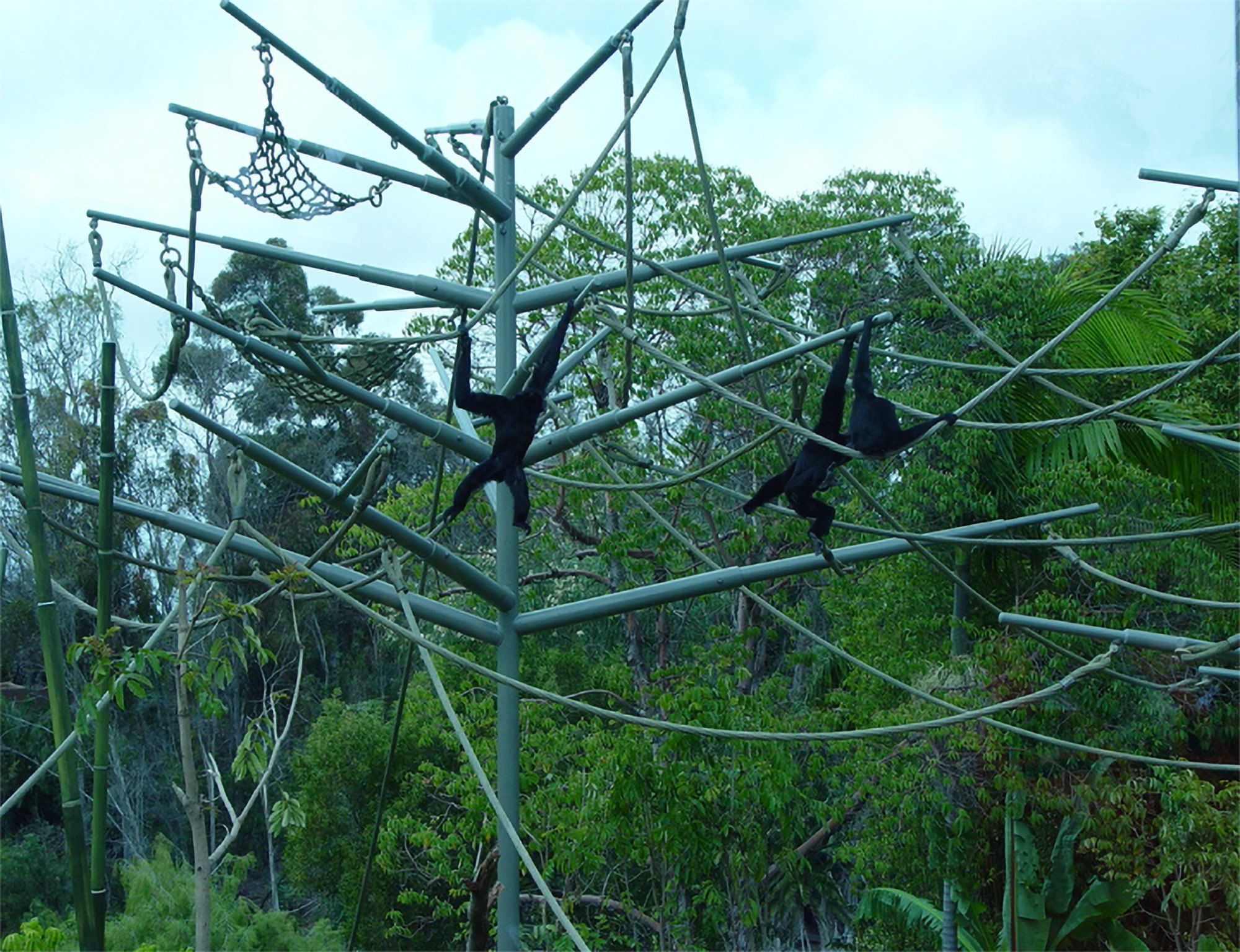 San Diego Zoo Absolutely Apes - Coffman Engineers