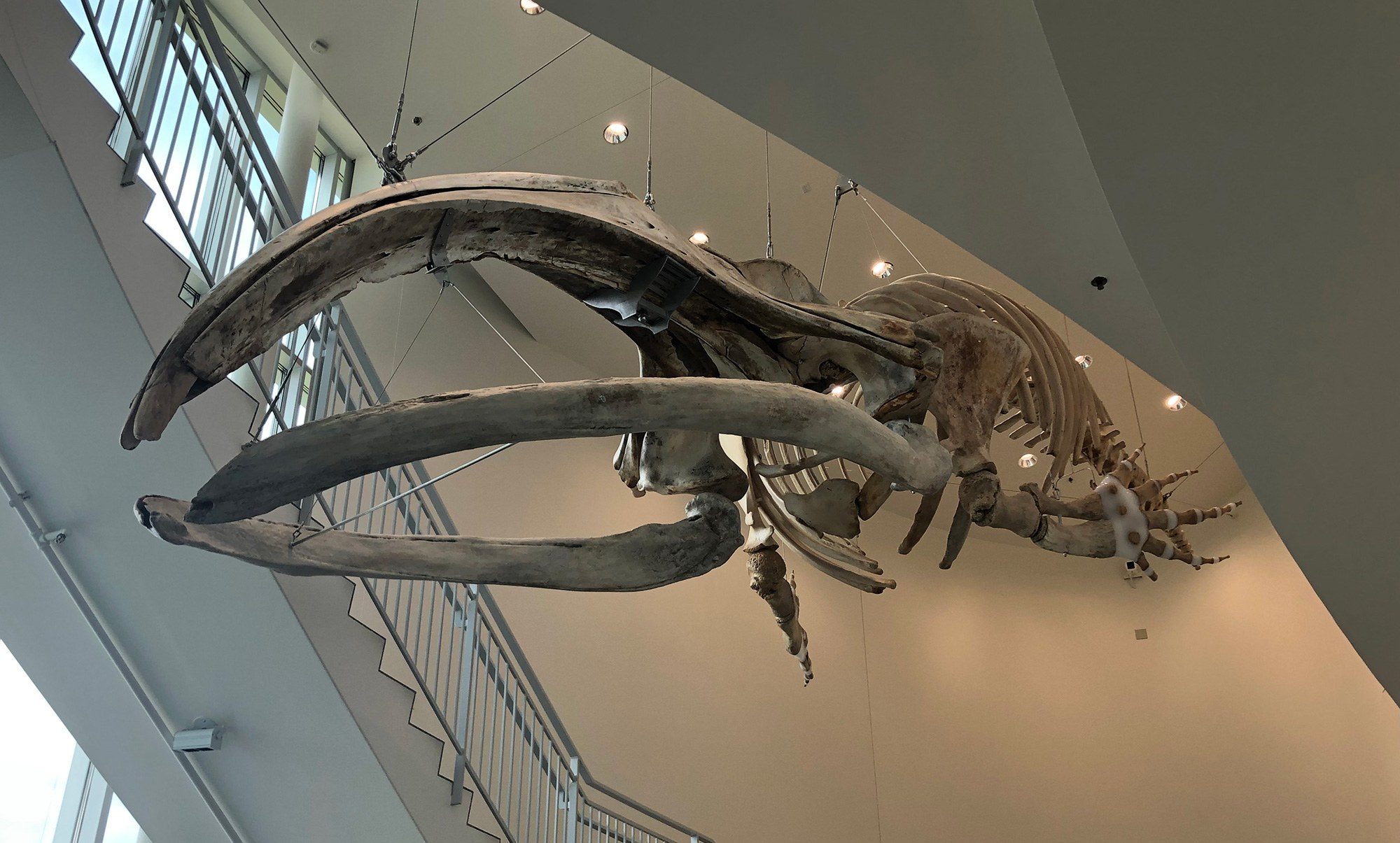 Bowhead Whale Skeleton